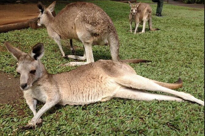 Two-Days Kuranda Rainforestation + Green Island Great Barrier - Key Points