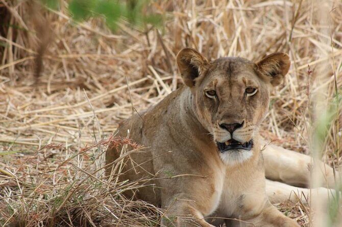 Two Days Safari by Train - The Journey Begins: Leave Dar Es Salaam Early