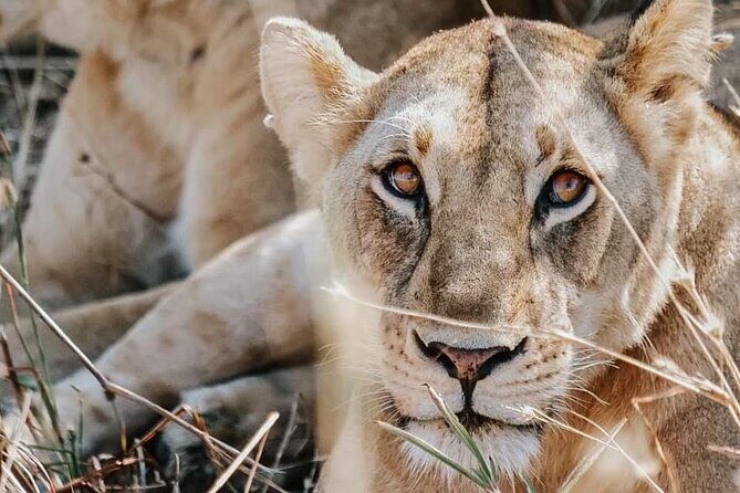 Two Days Safari by Train - Day 2: Cultural Insights and More Wildlife