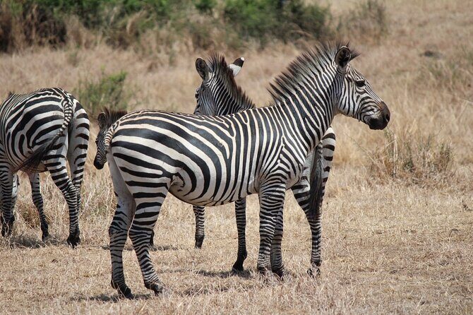 Two Days Safari by Train - Cost and Value