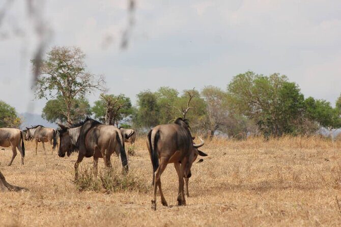 Two Days Safari by Train - Who will love this tour?