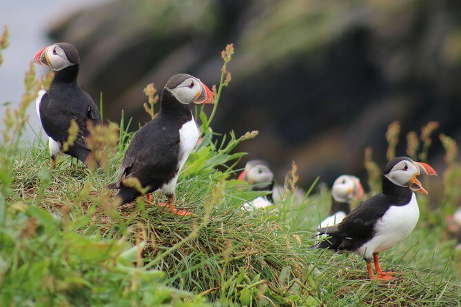Two-In-One: Whale & Puffin Watching Tours from Reykjavik - Key Points