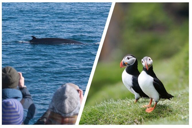 Two-In-One: Whale & Puffin Watching Tours from Reykjavik - Value and Practical Tips