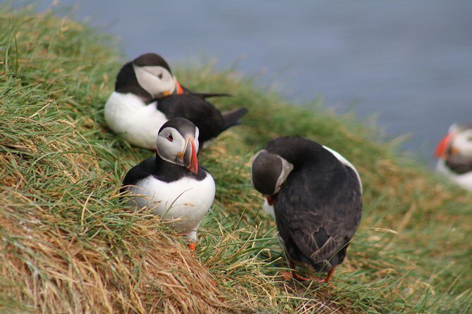 Two-In-One: Whale & Puffin Watching Tours from Reykjavik - The Bottom Line: Who Is This Tour Perfect For?