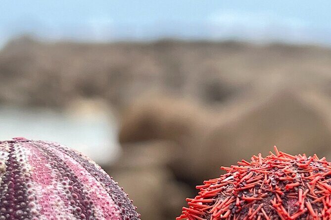 Two Oceans Private Tour - The Itinerary Breakdown: What You Can Expect