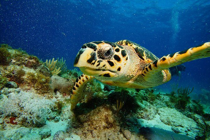 Two Reefs For Certified Divers in Cancun - Pricing and Value