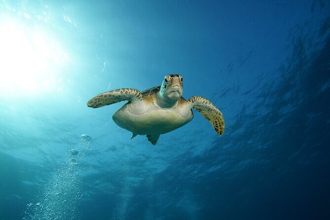 Two Reefs For Certified Divers in Cancun - Who Is This Tour Best For?