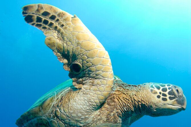 Two Site Snorkeling Adventure featuring the Molokini Crater - Authentic Insights From Reviewers