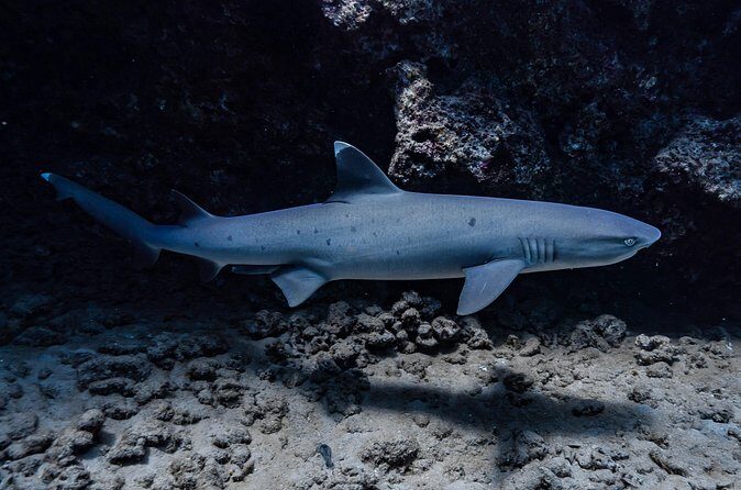 Two Tank Wreck and Drift Dive in Oahu - Frequently Asked Questions