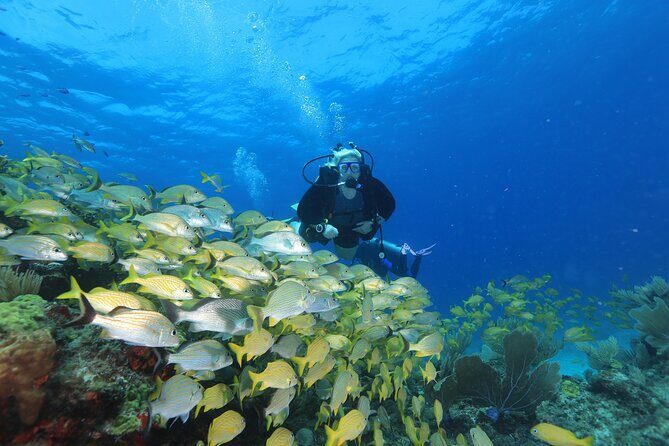 Two Tanks Scuba Diving for Beginners in Cancun - How This Tour Works: A Step-by-Step Breakdown