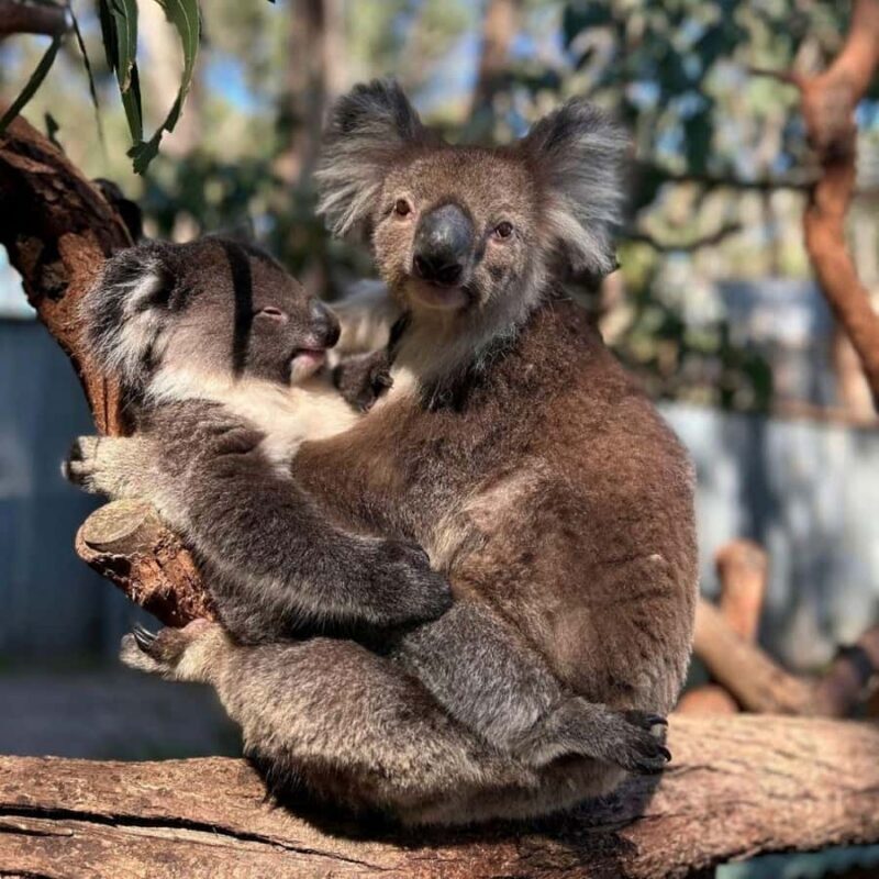 Tynong/Melbourne: Gumbuya World Theme Park Entry Ticket - What You Can Expect at Gumbuya World