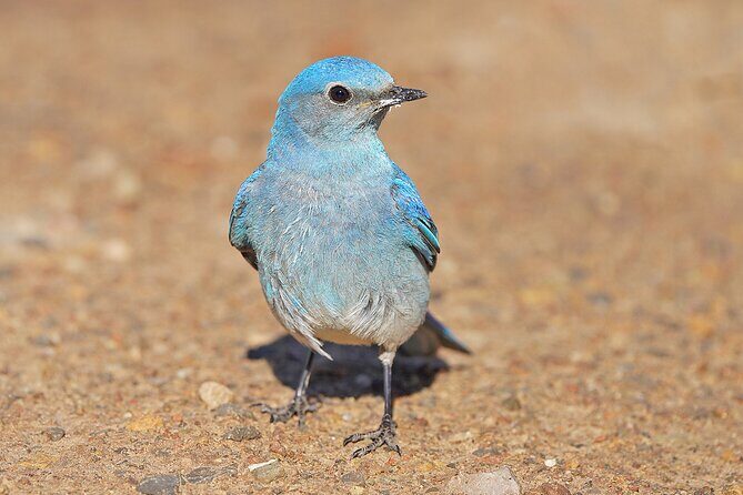 Uinta Mountains Birding and Nature Expedition - Value and Practicalities