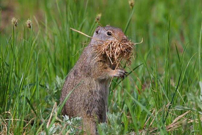 Uinta Mountains Birding and Nature Expedition - Why This Tour Is Worth Considering