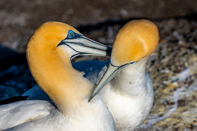 Ultimate Auckland Experience Full Day Tour with Brewery Lunch - Authentic Experiences & Highlights from Reviews