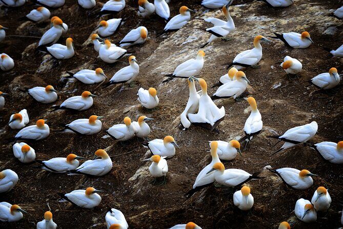 Ultimate Auckland Experience Full Day Tour with Brewery Lunch - FAQs