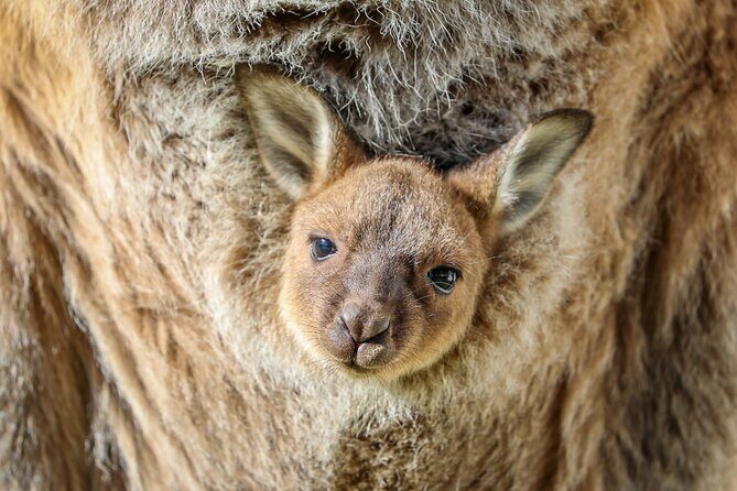 Ultimate Blue Mountains, Scenic World, Zoo & Lincoln's Rock Tour - Final Thoughts: Who Will Love This Tour?