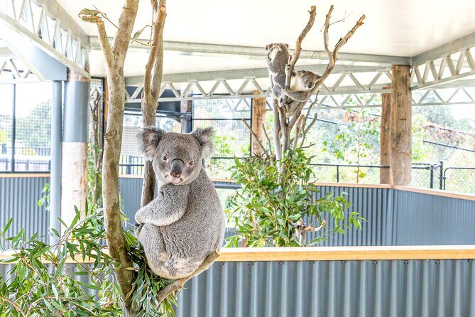 Ultimate Blue Mountains, Scenic World, Zoo & Lincoln's Rock Tour - FAQs