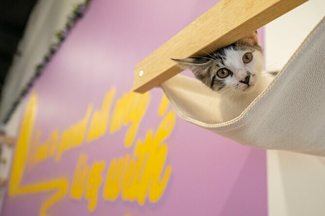 Ultimate cat experience at Austin's only cat cafe - An In-Depth Look at the Austin Cat Cafe Experience