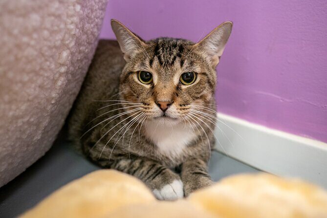 Ultimate cat experience at Austin's only cat cafe - FAQ