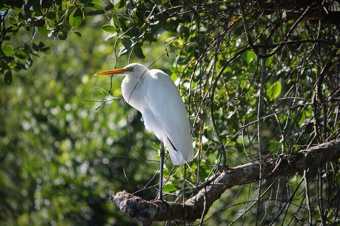 Ultimate Daintree Rainforest Wildlife Experience Cruise - FAQ