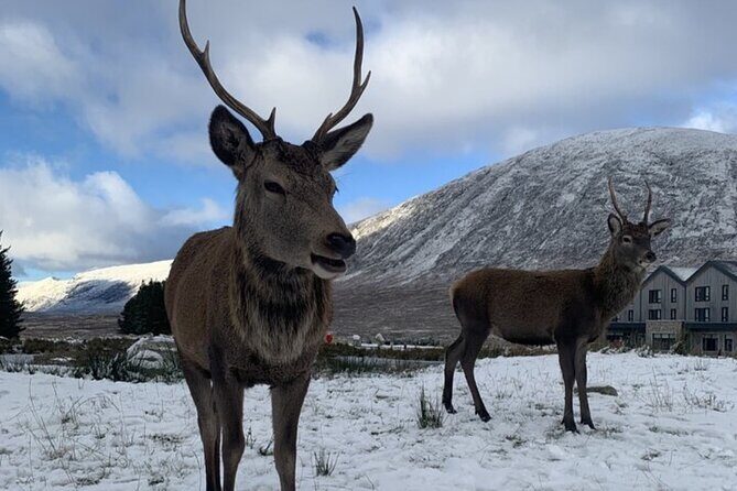 Ultimate Day tour Edinburgh: Glencoe, Highland Cows, Loch Lomond - Analyzing the Itinerary: What to Expect