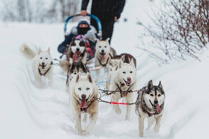 Ultimate Dog Sledding Tour - Day trip from Ottawa & Gatineau - Final Thoughts: Is It Worth It?