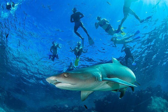 Ultimate Encounter Snorkel with Sharks in Fiji - What is the Ultimate Snorkel with Sharks Tour?
