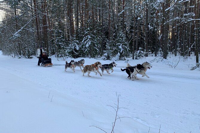 Ultimate Husky dog sledding experience in Latvia - Private tour from Riga - Who Should Book This Tour?