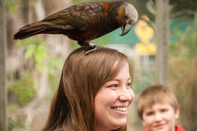 Ultimate Overnight Kiwi Experience - Practical Details and Tips