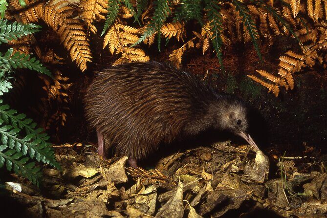 Ultimate Overnight Kiwi Experience - FAQs