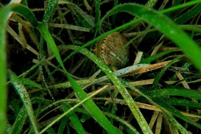 Ultimate Private Scalloping Adventure in Crystal River - How the Itinerary Unfolds