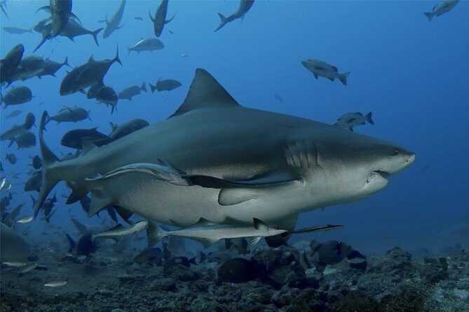 Ultimate Shark Encounter Two Tank Dive at The World Famous Beqa Lagoon - Key Points