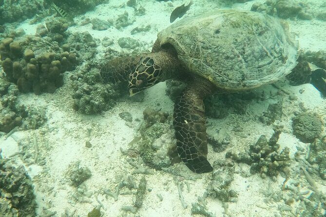 Ultimate Upolu Highlights Tour  Apia Cruise Ship Shore Excursion - FAQ