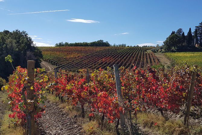 Umbria E-Bike & Wine Tour through Vineyards and Olive Groves - Who Would Love This Tour?