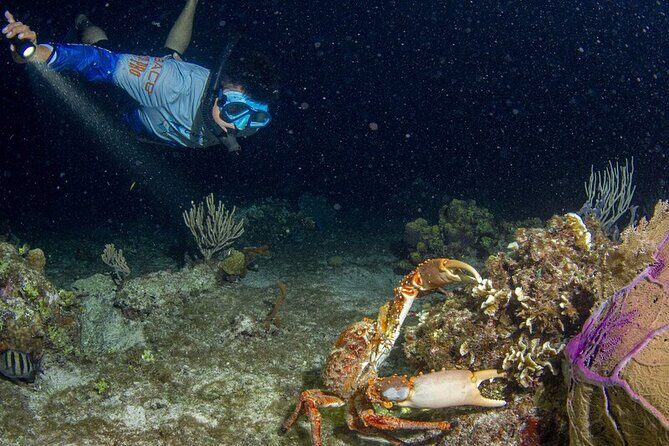 Under the Stars Twilight Snorkel and Seaside Dinner at Money Bar - Final Thoughts: Is It Worth It?