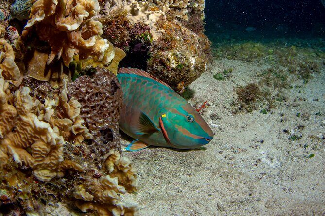 Under the Stars Twilight Snorkel and Seaside Dinner at Money Bar - FAQs