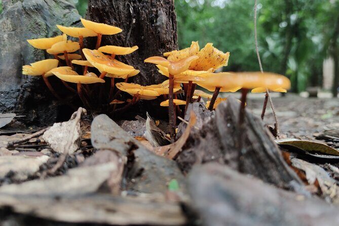 Unforgettable Journey: Coba, Monkey Reserve, and Mayan Cenote - Refreshing Swim at Cenote Esmeralda