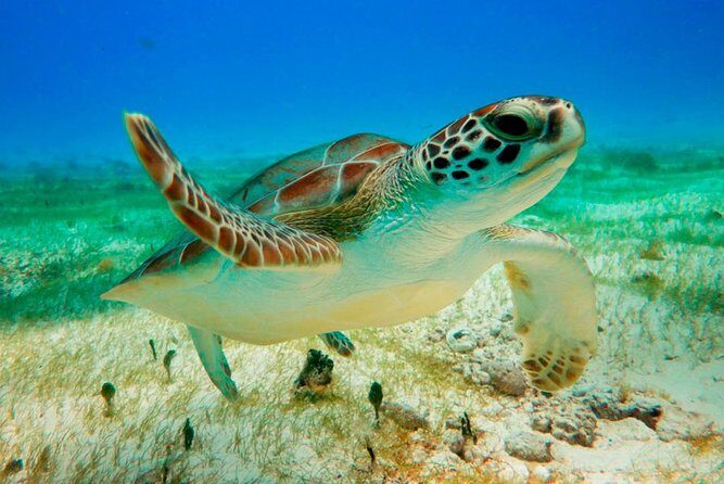 Unforgettable Snorkel Adventure in Cancun whit Transpotations - The Location and Transportation Experience