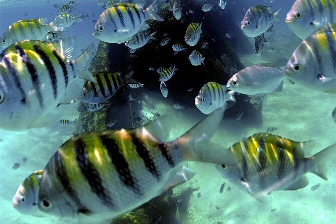 Unforgettable Snorkel Adventure in Cancun whit Transpotations - The Sum Up