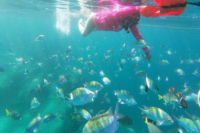 unforgettable snorkeling activity in The Sea of Cortes - What’s Included and What’s Not