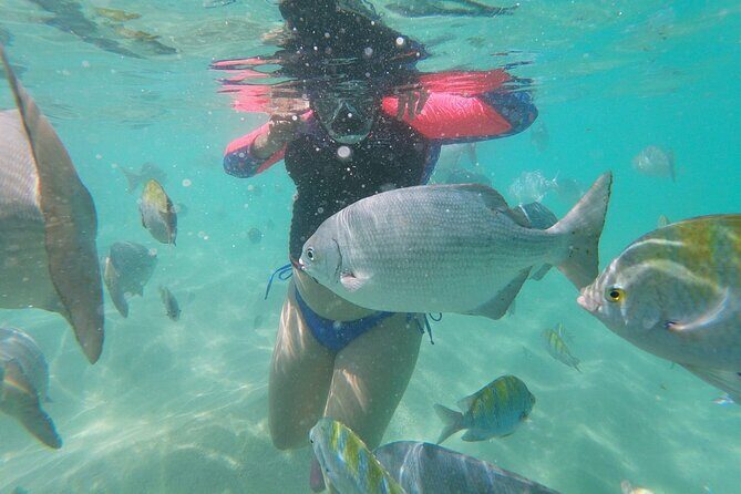unforgettable snorkeling activity in The Sea of Cortes - Practical Details: Timing, Group Size, & Booking