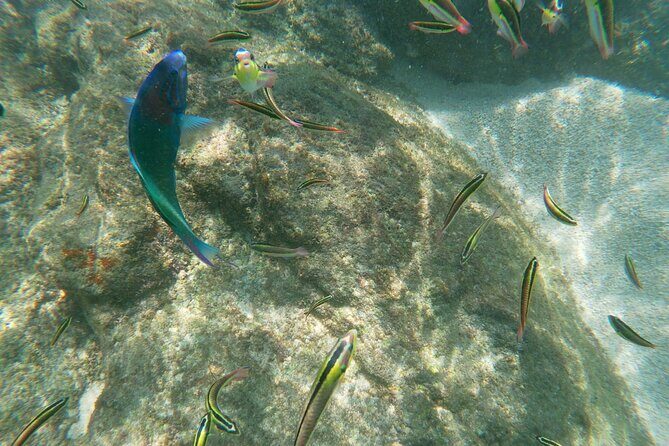unforgettable snorkeling activity in The Sea of Cortes - Final Thoughts: Is This Tour for You?
