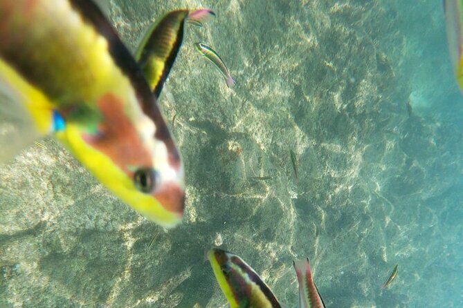 unforgettable snorkeling activity in The Sea of Cortes - Frequently Asked Questions