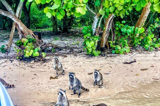 Unique 5 Hours-Boat Tour to Raccoon Island from Fort Lauderdale - The Route and Main Stops
