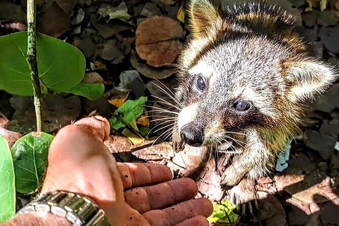 Unique 5 Hours-Boat Tour to Raccoon Island from Fort Lauderdale - The Practicalities: What You Need to Know