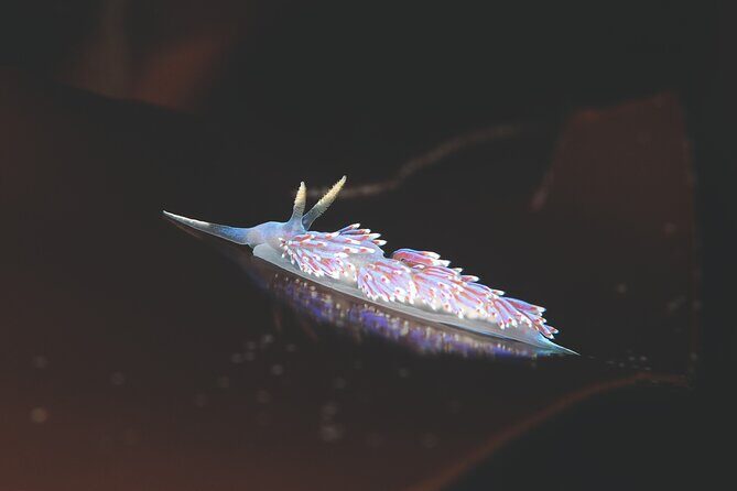 Unique Scuba Diving Experience - Who Should Consider This Tour?