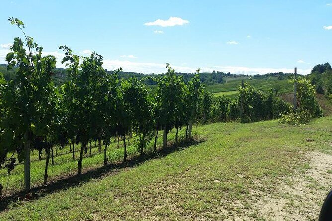 Unique wine tasting at Winery Marchesi Incisa della Rocchetta - The Sum Up