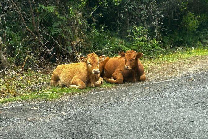 Unveil West Madeira: 4x4 Cliffs, Pools & Views - Frequently Asked Questions