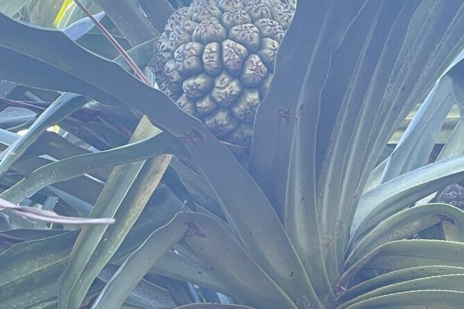 Upcountry Sunset Tour - Final Thoughts