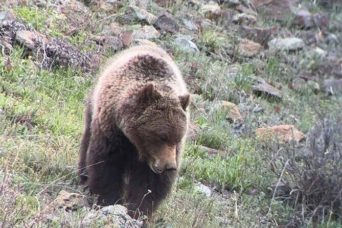 Upper Loop Lamar Wildlife Safari from Gardiner PRIVATE Lunch - The Experience and Whats Included